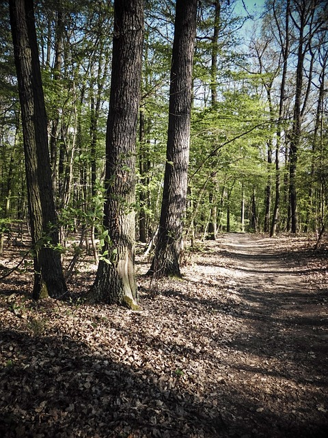 Skog Gyllene Timmen Natur - Gratis foto på Pixabay