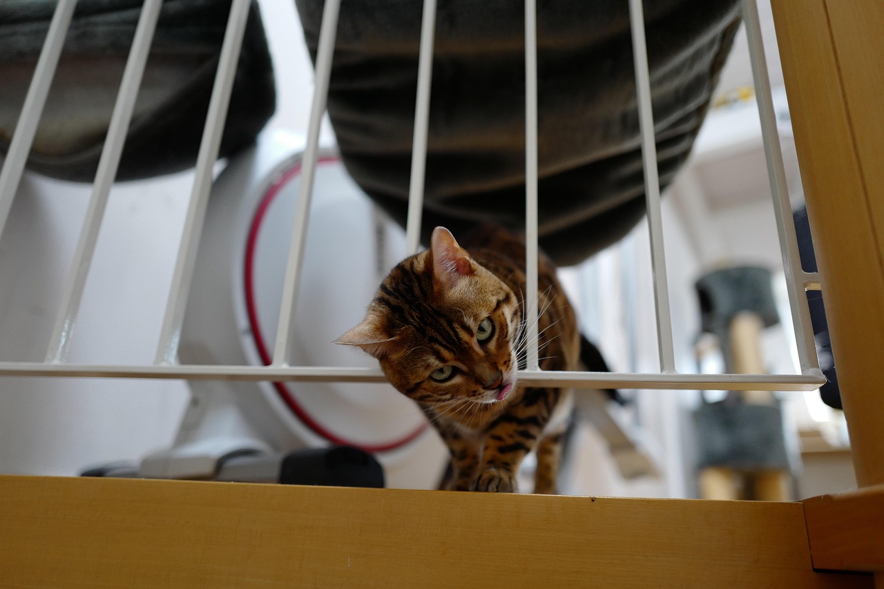 Bengal Cat Domestic Animal - Free photo on Pixabay
