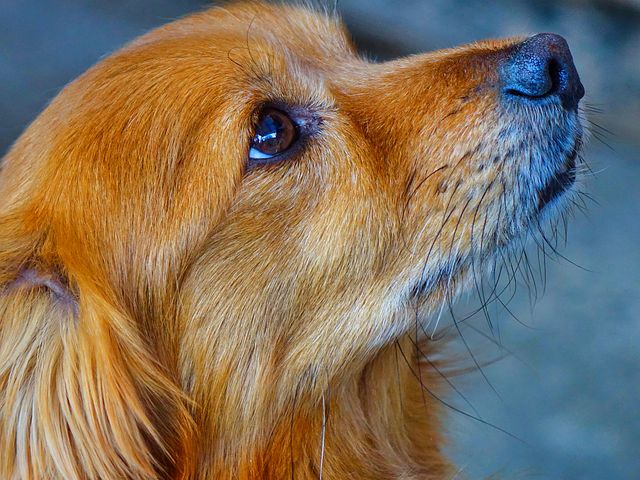100+ Free Doggy Style & Dog Images - Pixabay