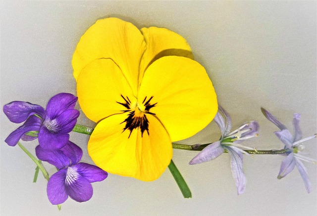 70,000+ Free Beautiful Fine Flower & Nature Images - Pixabay