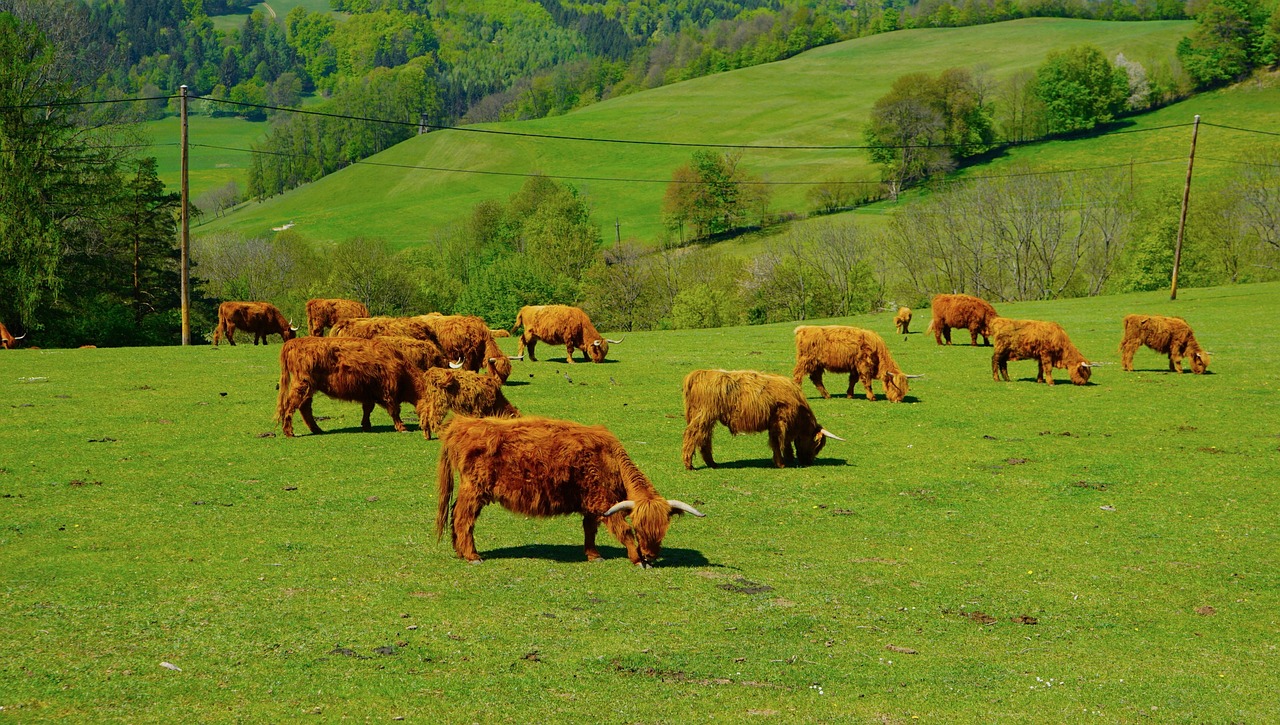 Cattle Farm Austria - Free photo on Pixabay - Pixabay