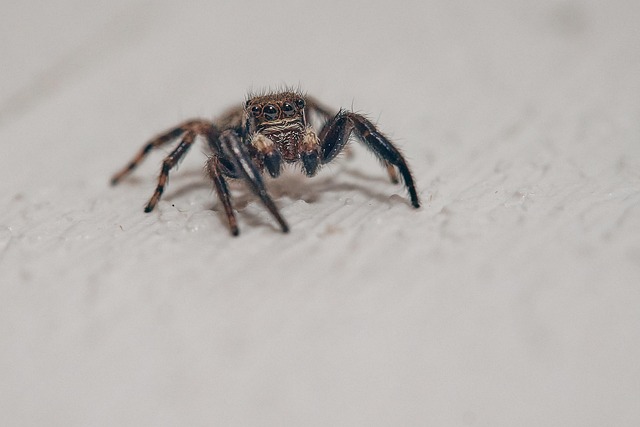 Spider Saltique Small Little - Free photo on Pixabay - Pixabay