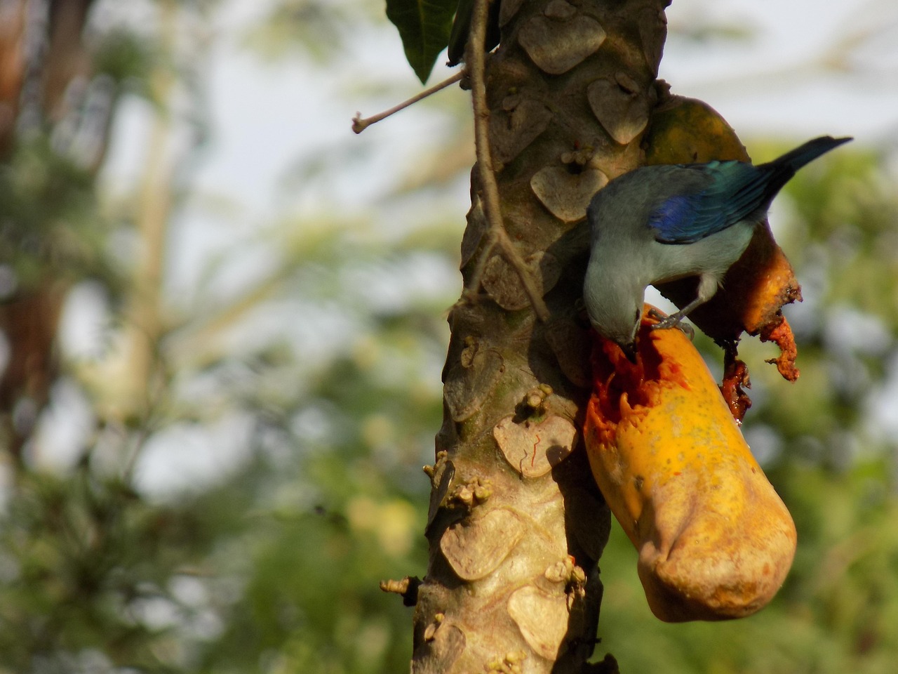 Pajaro Fruta Naturel - Photo gratuite sur Pixabay - Pixabay