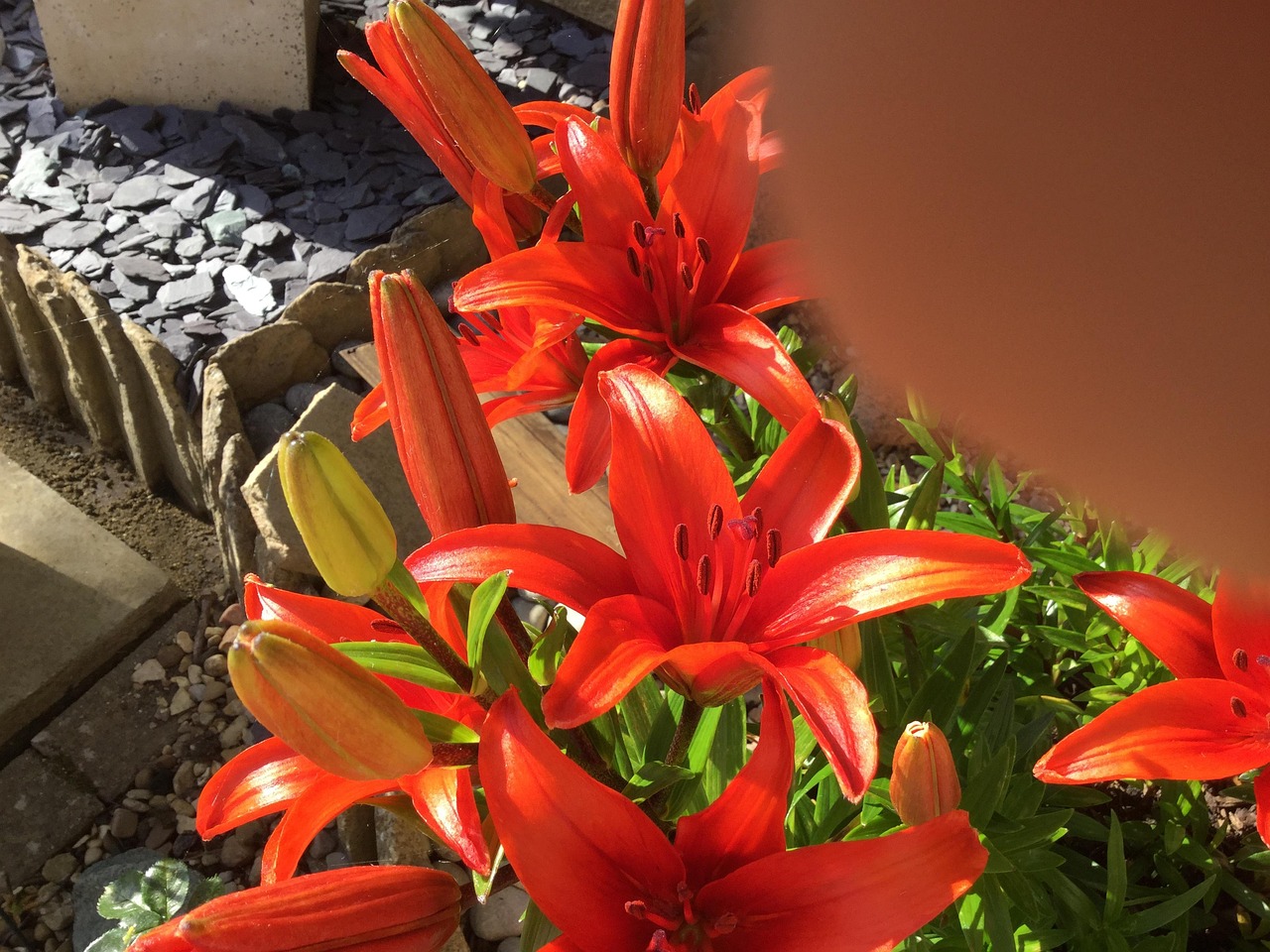 Rot Blumen Lily ' - Kostenloses Foto auf Pixabay - Pixabay