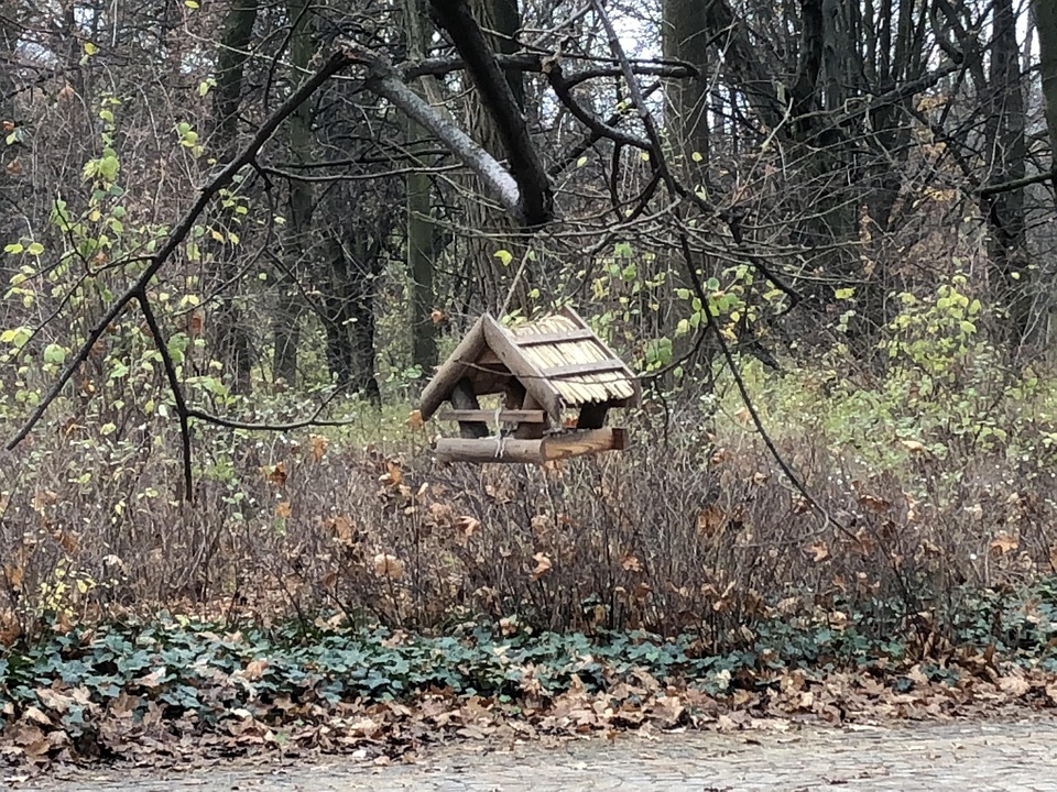 Park Fall Nesting - Free photo on Pixabay - Pixabay