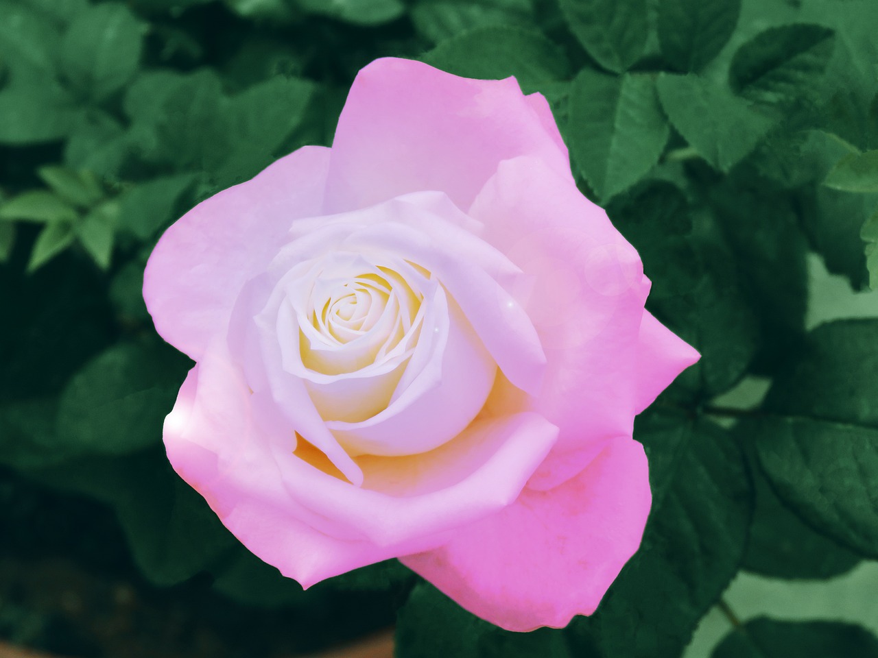Milk Pink Rose - Free photo on Pixabay - Pixabay