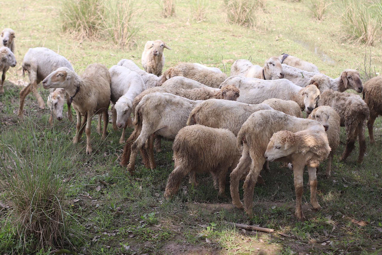 Oveja Animales Granja - Foto gratis en Pixabay - Pixabay
