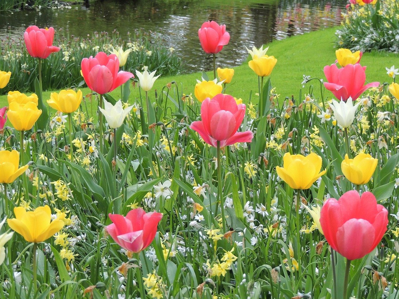 Flowers Tulips Spring - Free photo on Pixabay