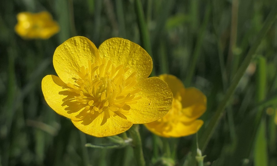 Gold Button Yellow Flower - Free photo on Pixabay