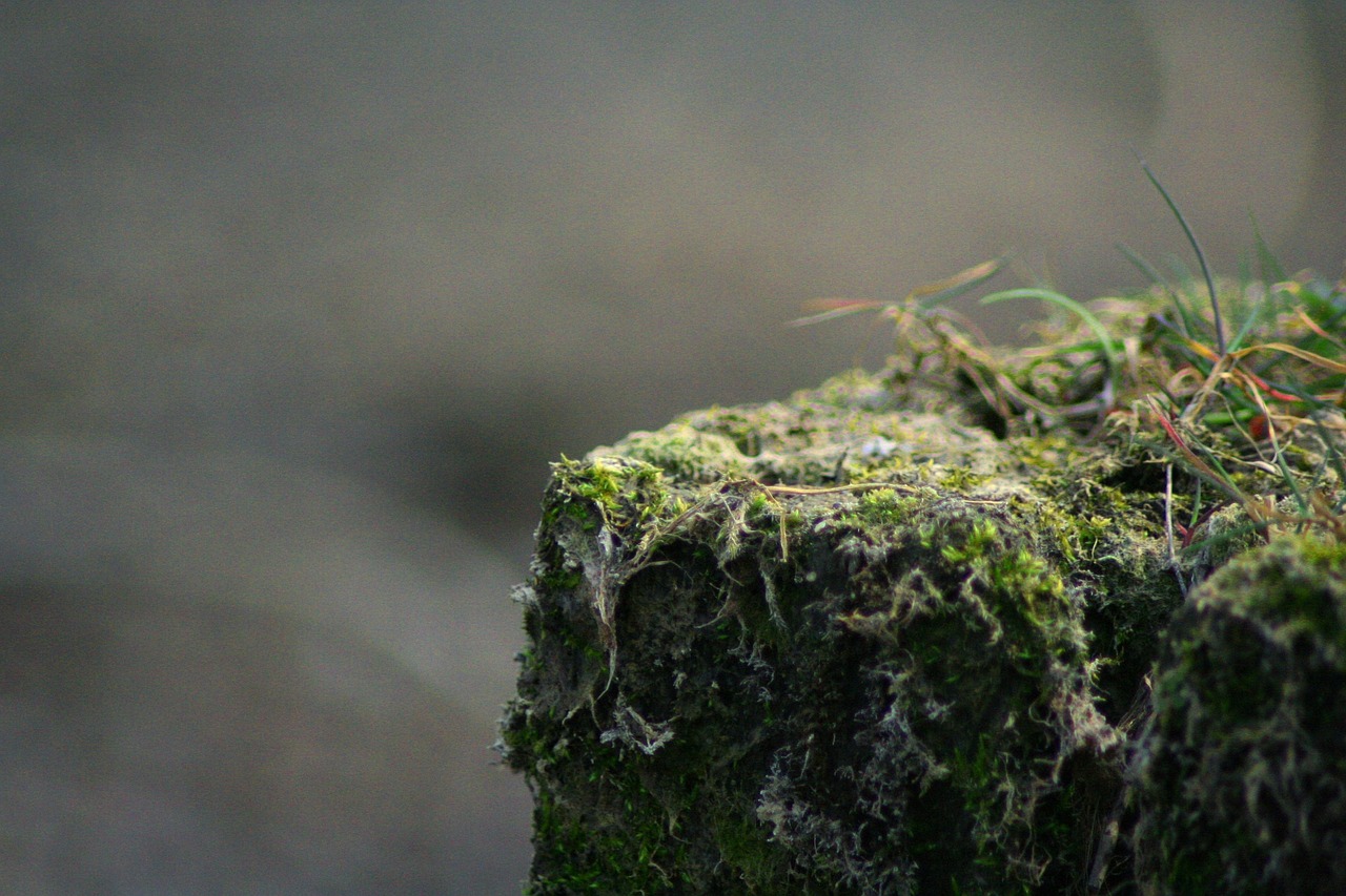 Moss Grass Rocks Free Photo On Pixabay Pixabay