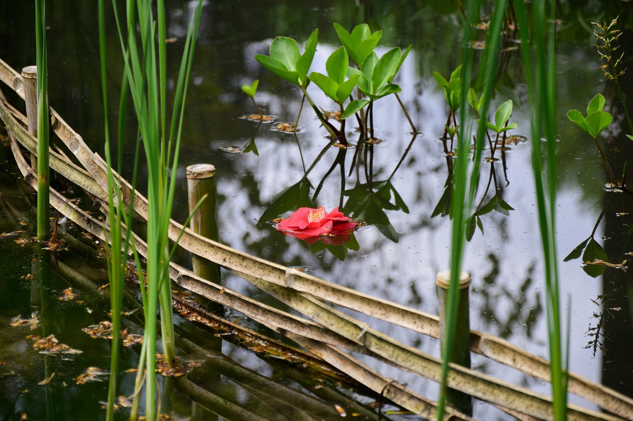 Japanese Garden Flower - Free photo on Pixabay - Pixabay