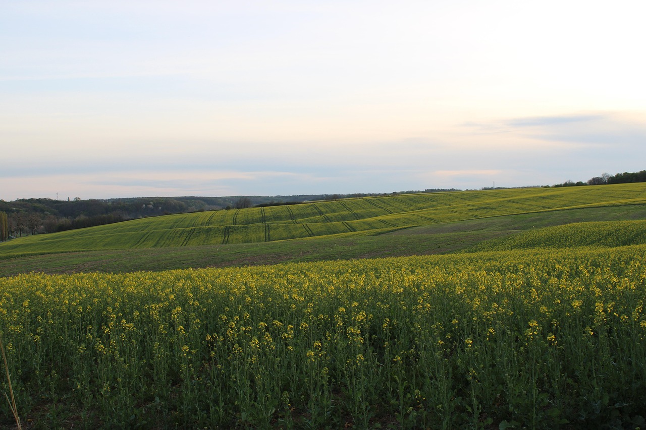 Paysage Vert Jaune - Photo gratuite sur Pixabay - Pixabay