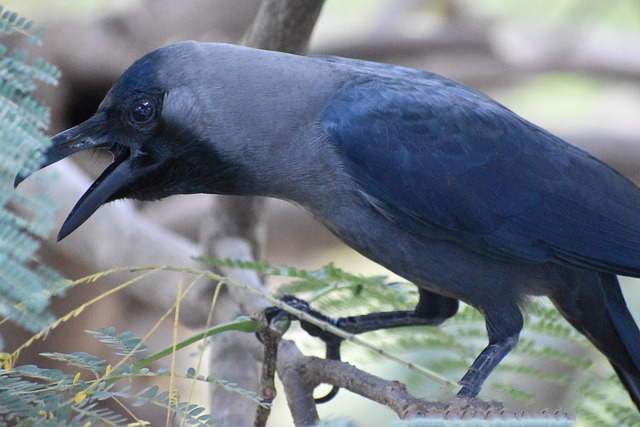 กับแบรนซ์ Crow จงอยปากเปิด - ภาพฟรีบน Pixabay - Pixabay