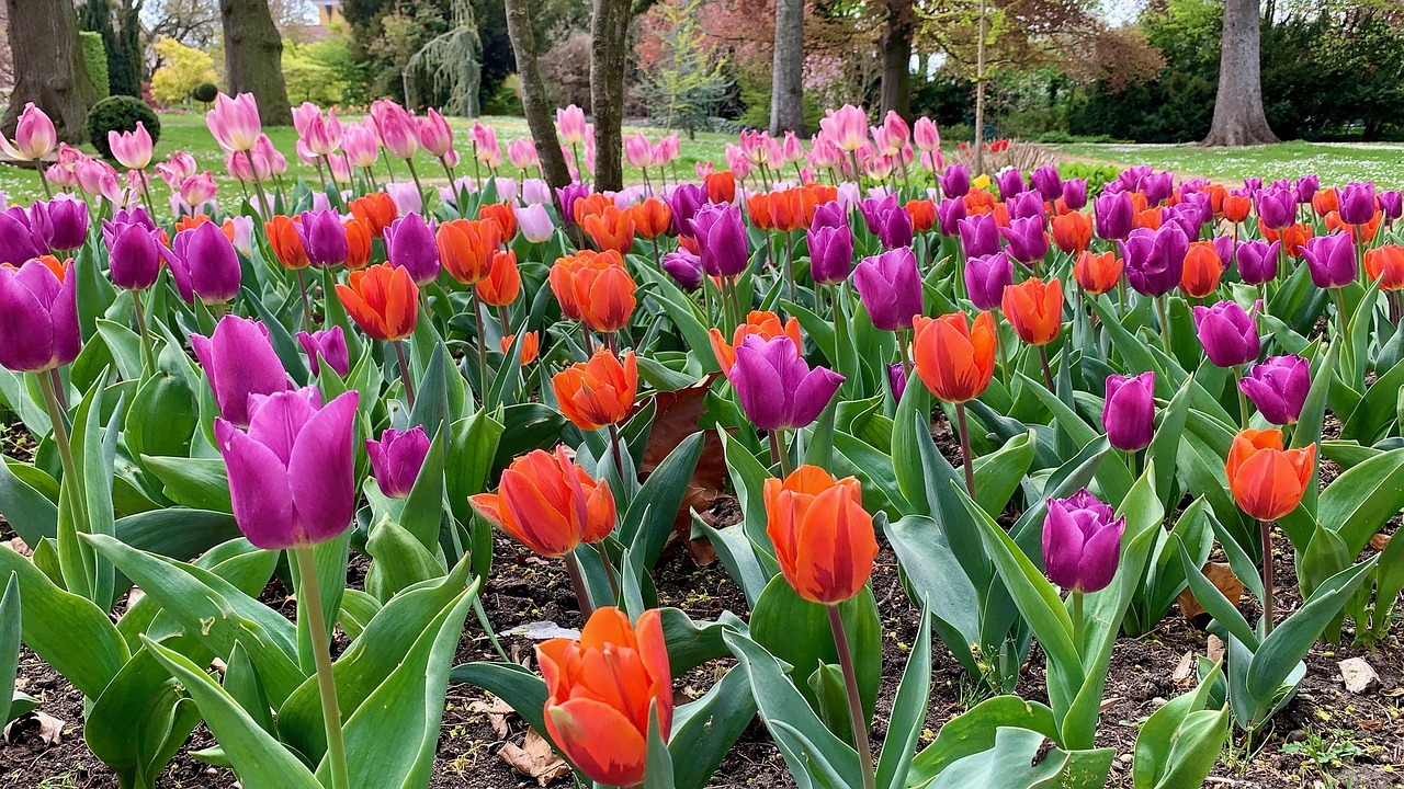 Primavera Tulipas Flor - Foto gratuita no Pixabay - Pixabay