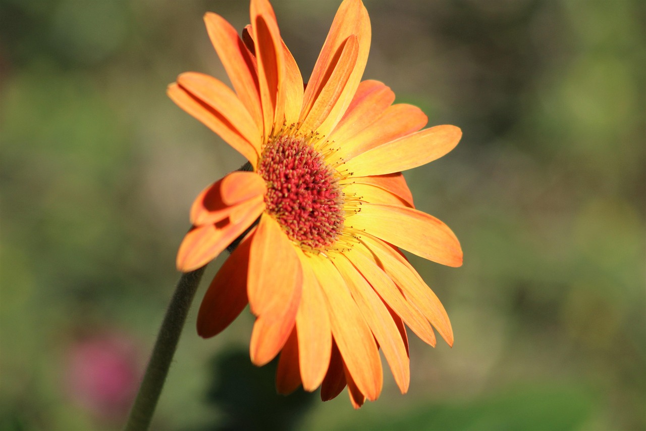 Margarida Flor Colorido - Foto gratuita no Pixabay - Pixabay
