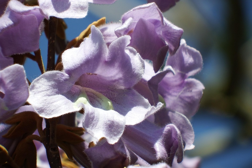 Paulownia Blossom Spring - Free photo on Pixabay - Pixabay