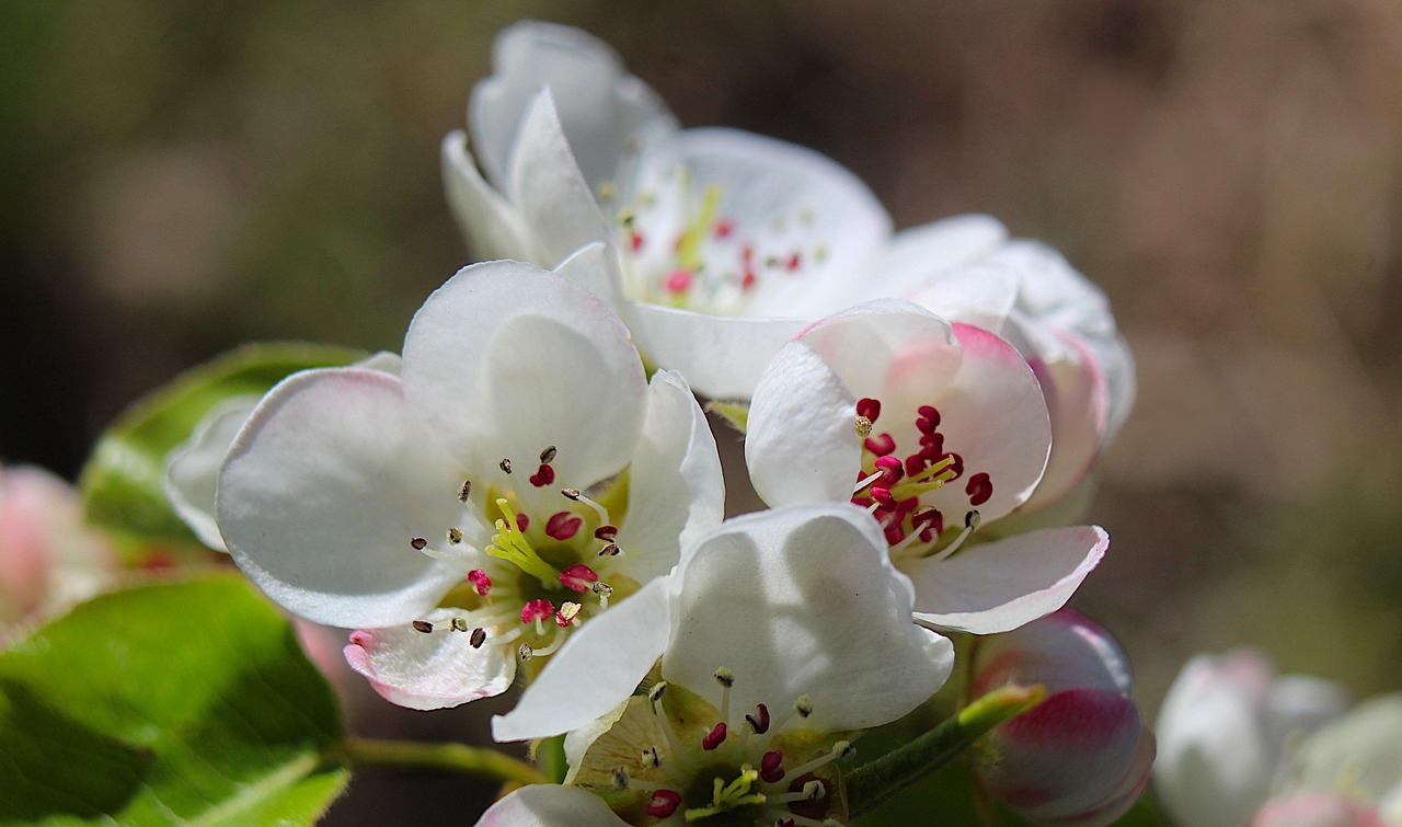 2,000+ Free Macro Photography Nature & Nature Images - Pixabay