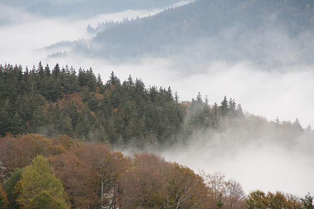 Nebel Landschaft Natur - Kostenloses Foto auf Pixabay - Pixabay