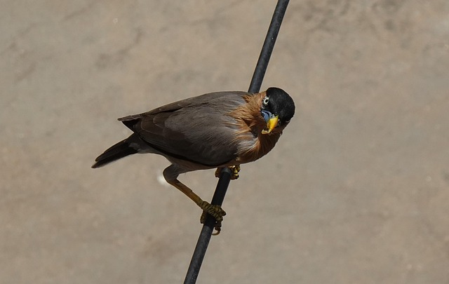 Bird Aves Brahminy Myna - Free photo on Pixabay - Pixabay