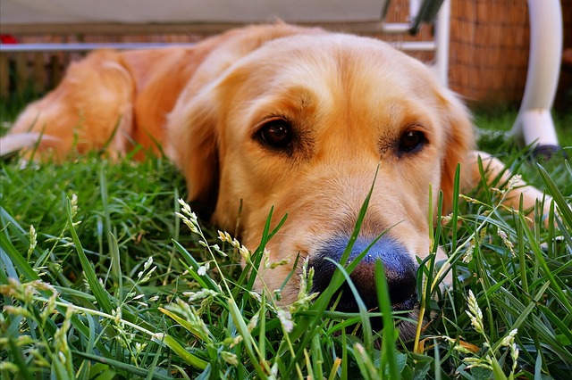 Perro Perdiguero De Oro Perra - Foto gratis en Pixabay - Pixabay