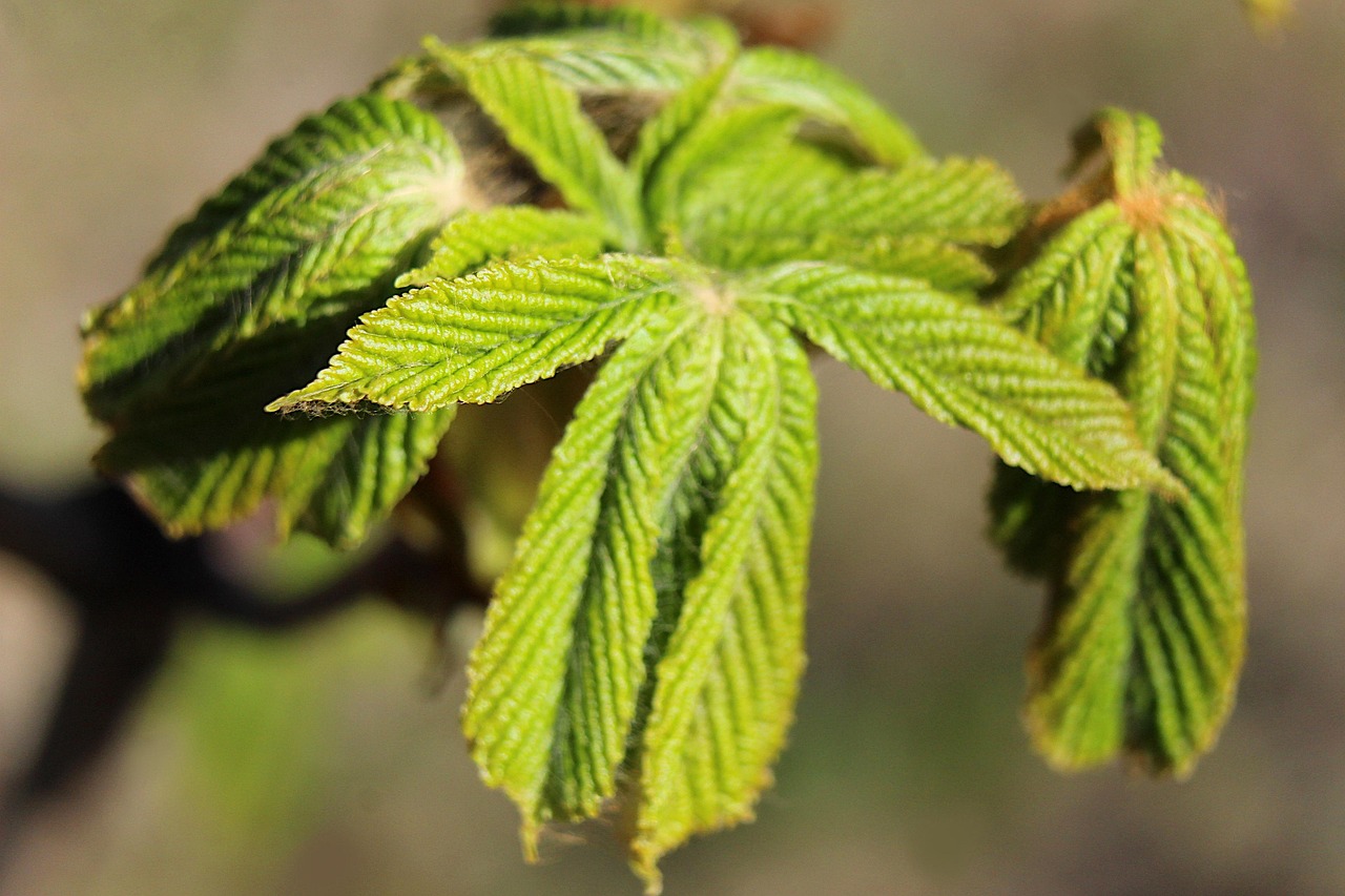 Natureza Plantas Folhas - Foto gratuita no Pixabay - Pixabay