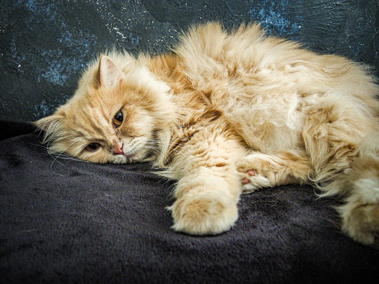 Cat Mignonne Chaton - Photo gratuite sur Pixabay - Pixabay
