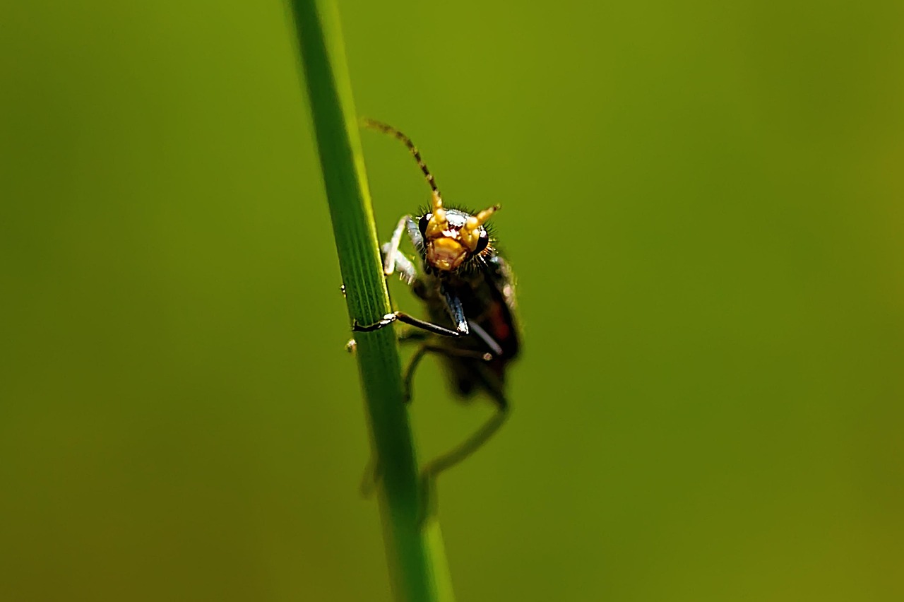Insect Beetle Nature - Free photo on Pixabay - Pixabay