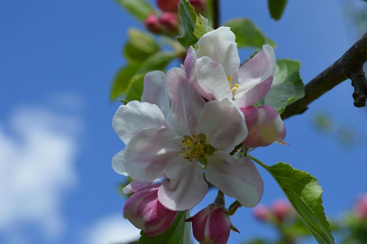 400+ kostenlose Apfelbaumblüte und Apfelblüte-Bilder - Pixabay