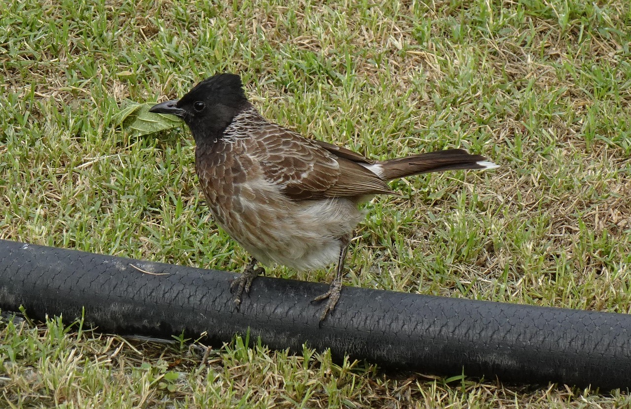 Bird Bulbul Red-Vented Pycnonotus - Free photo on Pixabay - Pixabay