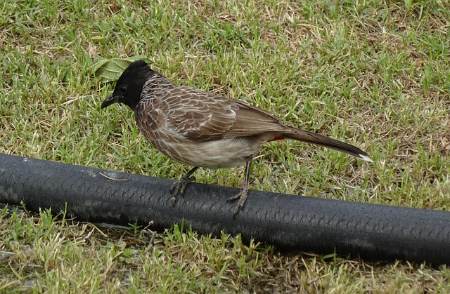 Lintu Bulbul Punertava Pycnonotus - Ilmainen valokuva Pixabayssa - Pixabay