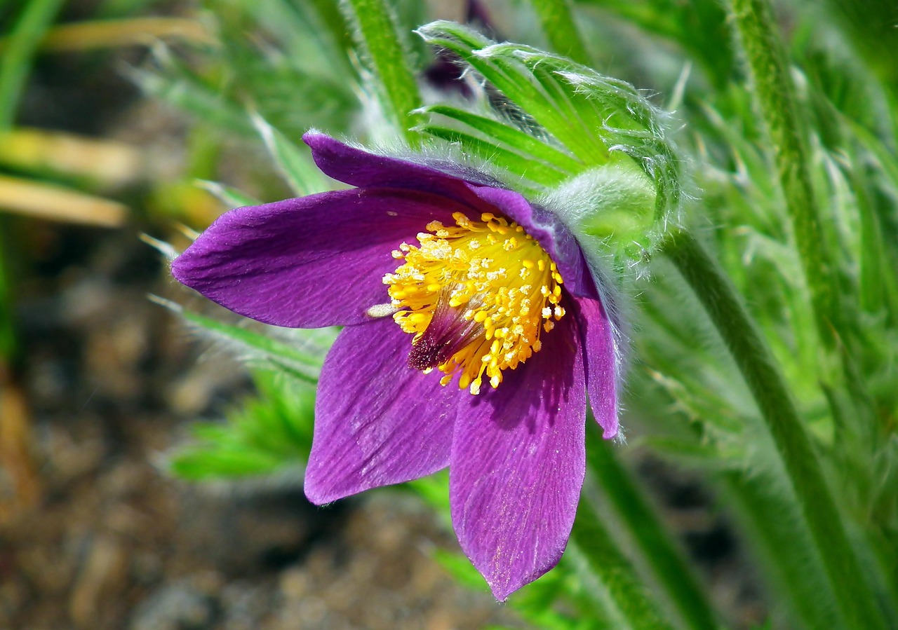 Pasque-Flower Flower Spring - Free photo on Pixabay - Pixabay