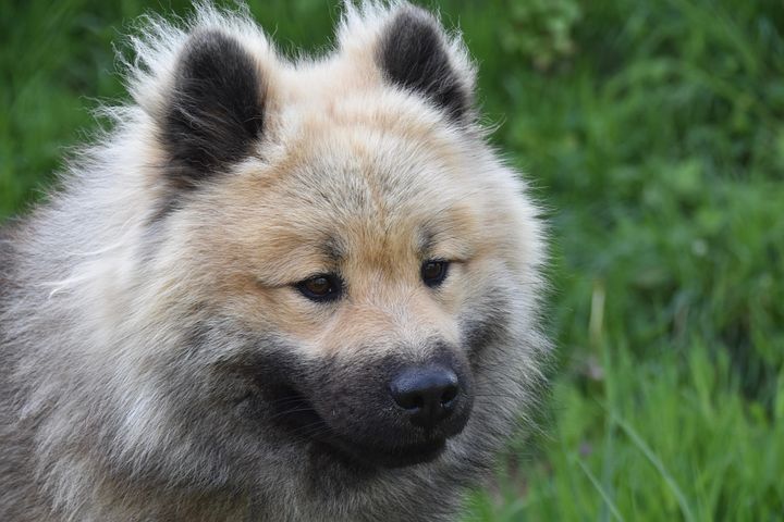 100+ Free Sable & Dog Images - Pixabay