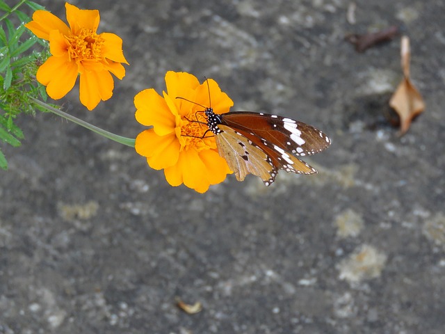 Papillon Insecte Volant - Photo gratuite sur Pixabay - Pixabay