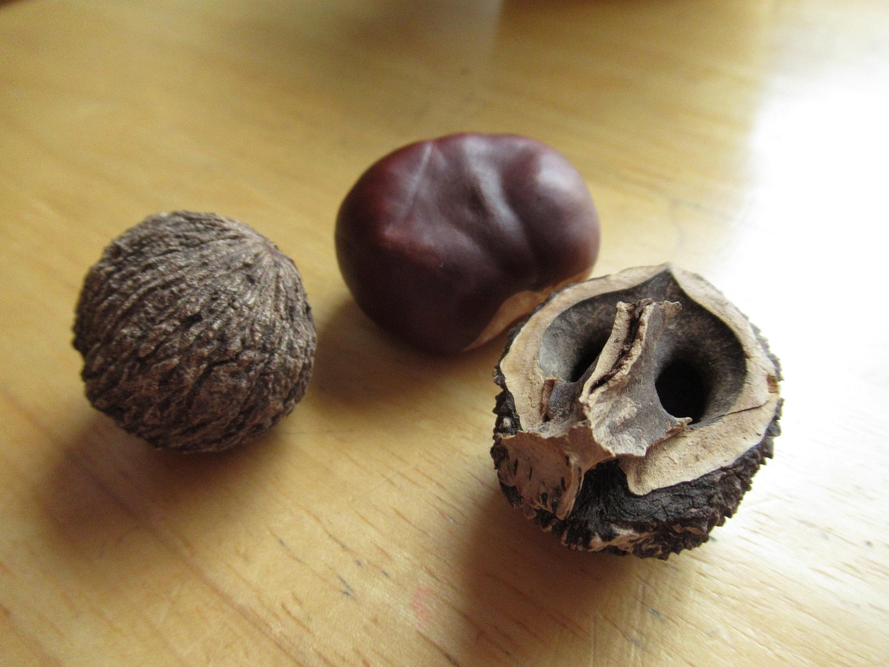 Chestnut Black Walnut Nut - Free photo on Pixabay - Pixabay