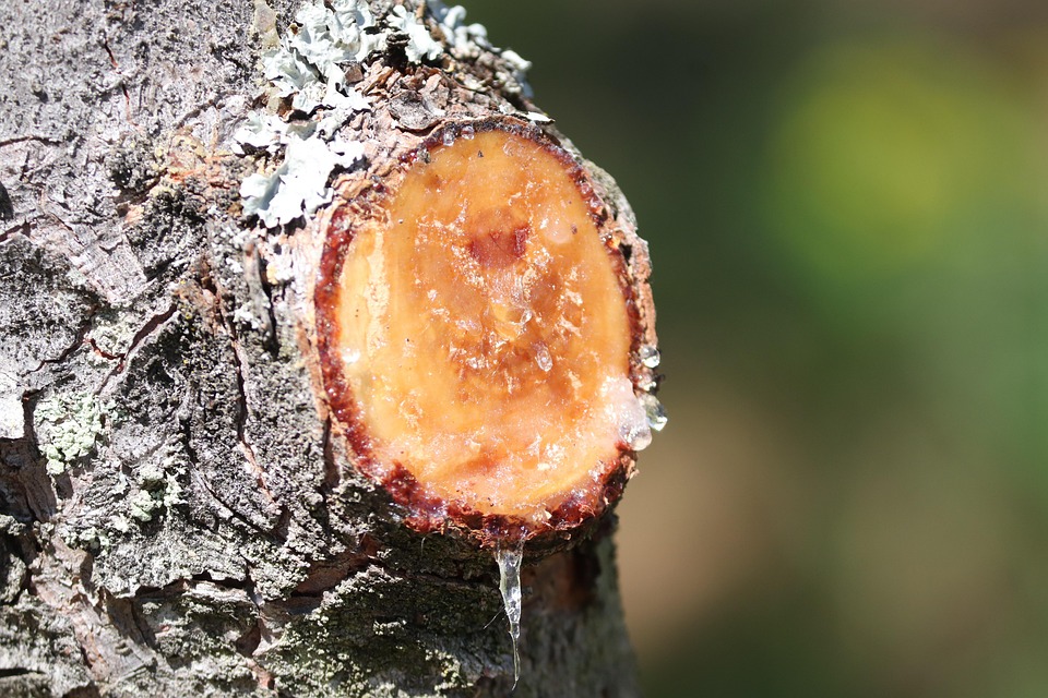 Resin Sticky Branch - Free photo on Pixabay - Pixabay