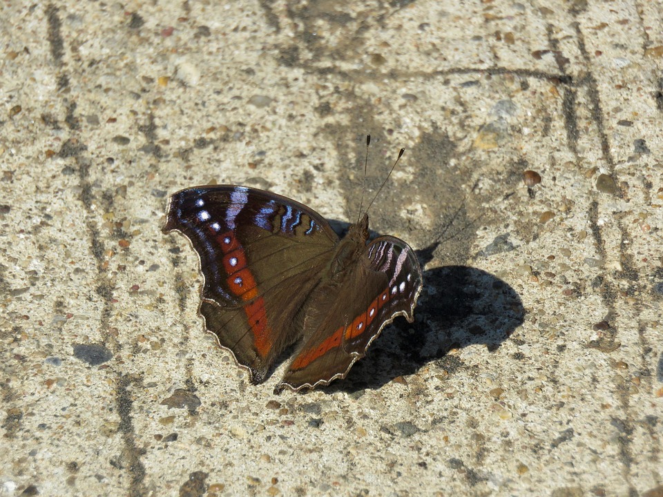 Papillon Insecte Volant - Photo gratuite sur Pixabay - Pixabay