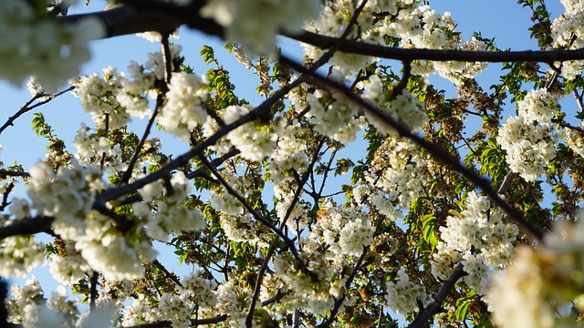 Nature Le Printemps Fleur - Photo gratuite sur Pixabay - Pixabay