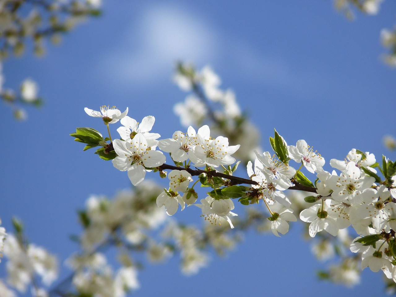 200 000+ Бесплатные Silver Apple Tree & Apple изображения - Pixabay