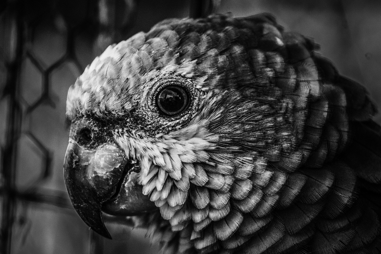 Oiseau Perroquet La Plume - Photo gratuite sur Pixabay - Pixabay