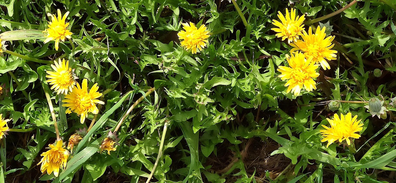 Blomster Vill Margaritas - Gratis foto på Pixabay - Pixabay