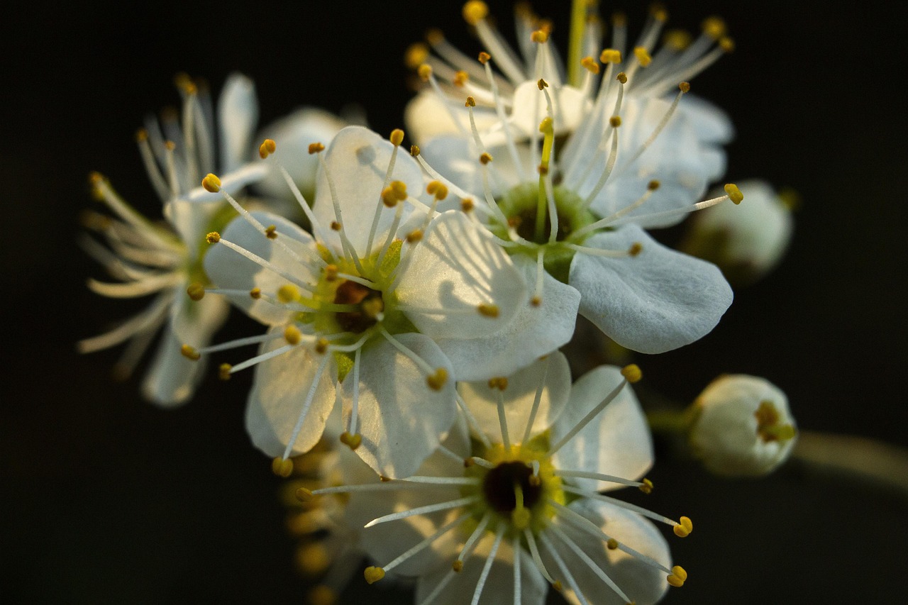 Flor Árvore Florida Pétalas - Foto gratuita no Pixabay - Pixabay