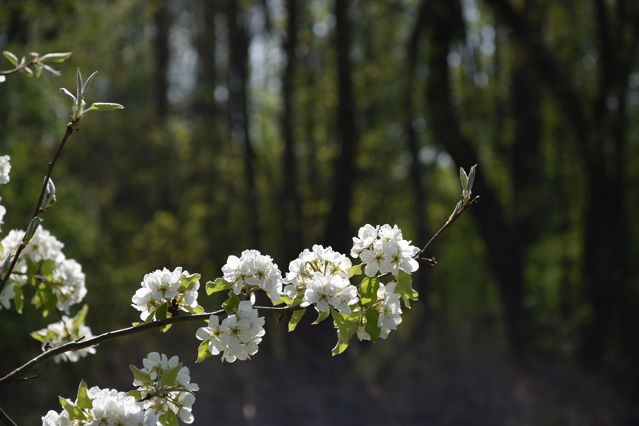 Fleur Nature Le Printemps - Photo gratuite sur Pixabay - Pixabay