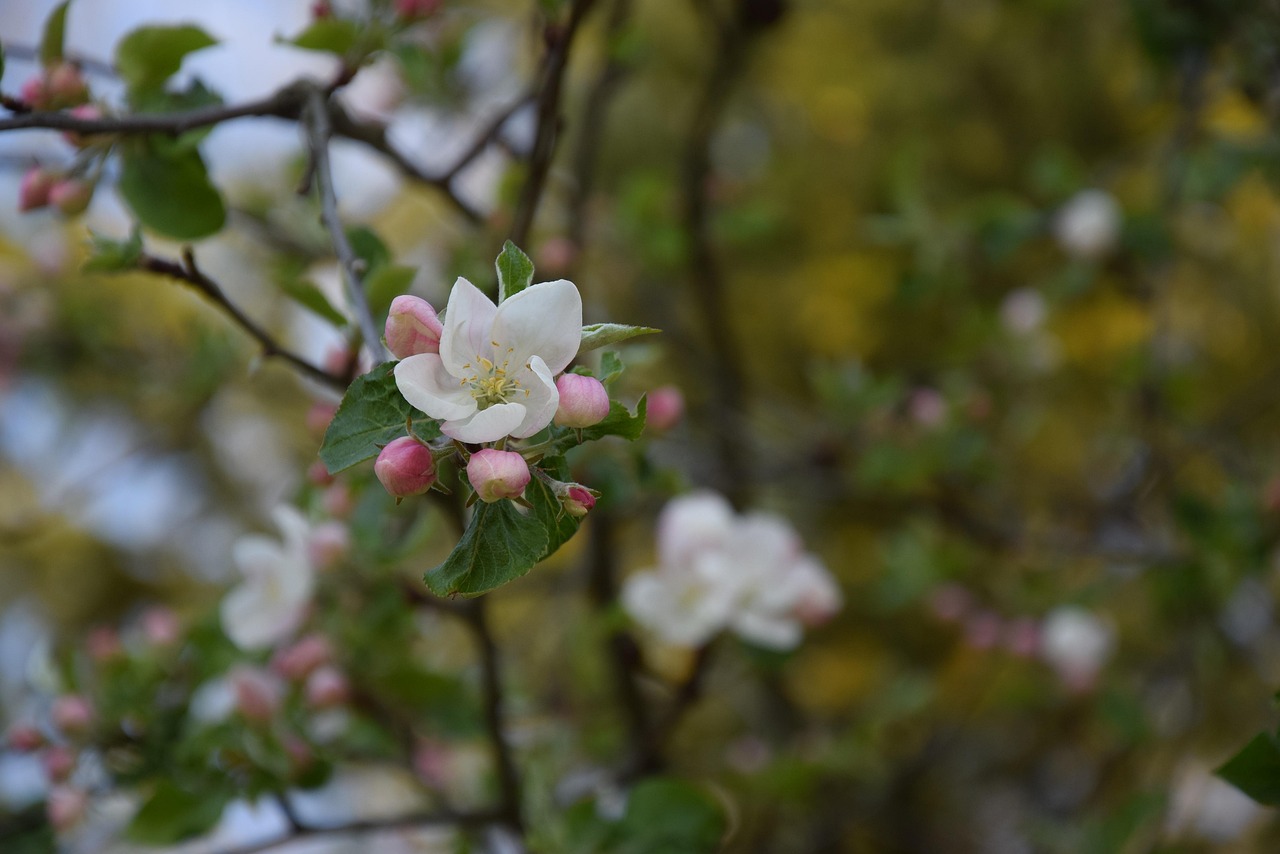 Fiore Natura Primavera - Foto gratis su Pixabay - Pixabay