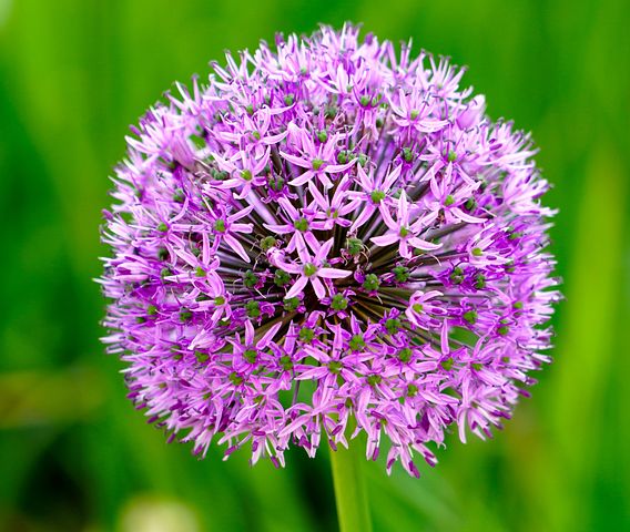 500+ Free Ornamental Onion & Allium Images