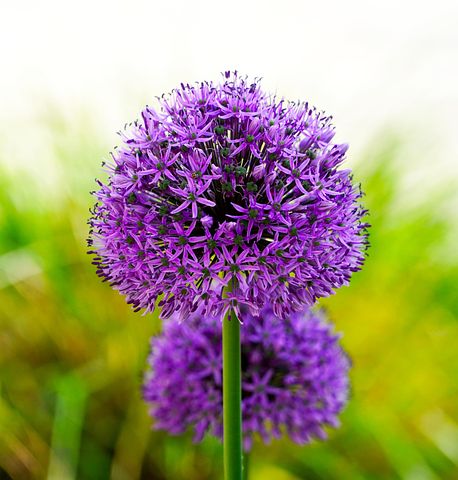 500+ Free Ornamental Onion & Allium Images