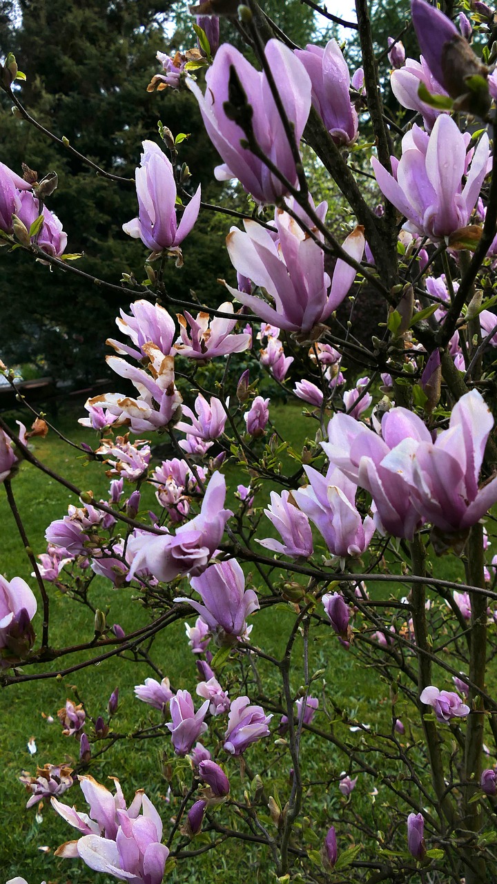 Magnolie Feder Blühend - Kostenloses Foto auf Pixabay - Pixabay