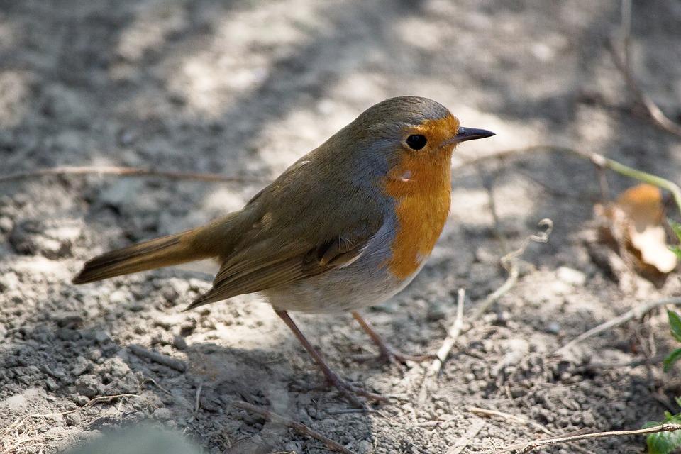 Robin La Nature Oiseau - Photo gratuite sur Pixabay - Pixabay