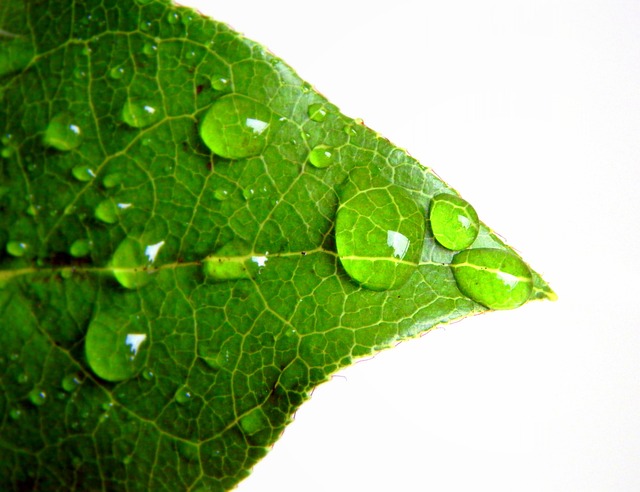 Vert Feuille La Nature Une - Photo gratuite sur Pixabay - Pixabay