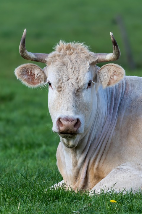 Vache Gazon Cultiver - Photo gratuite sur Pixabay - Pixabay