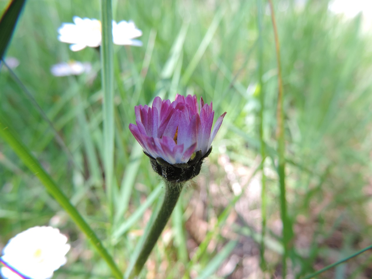 Kleine Daisy Wilde Blume Wiese - Kostenloses Foto auf Pixabay - Pixabay